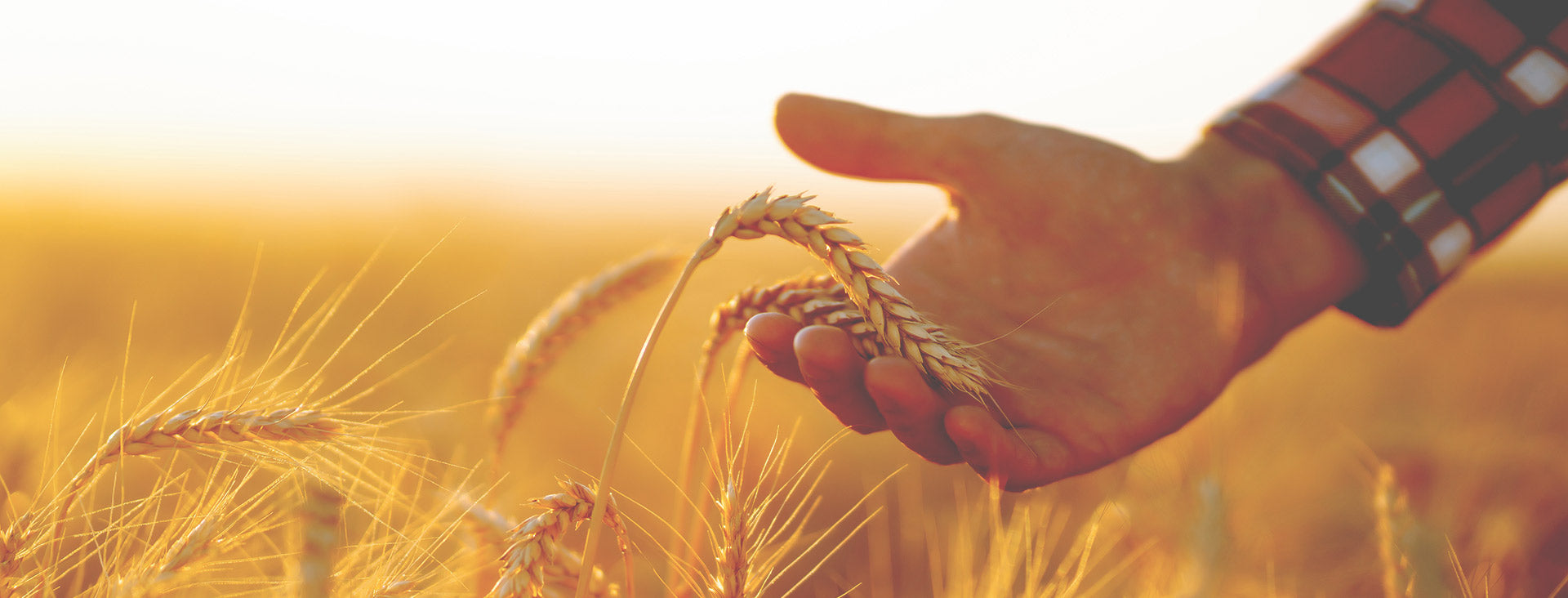 About Us – Farm2Flour